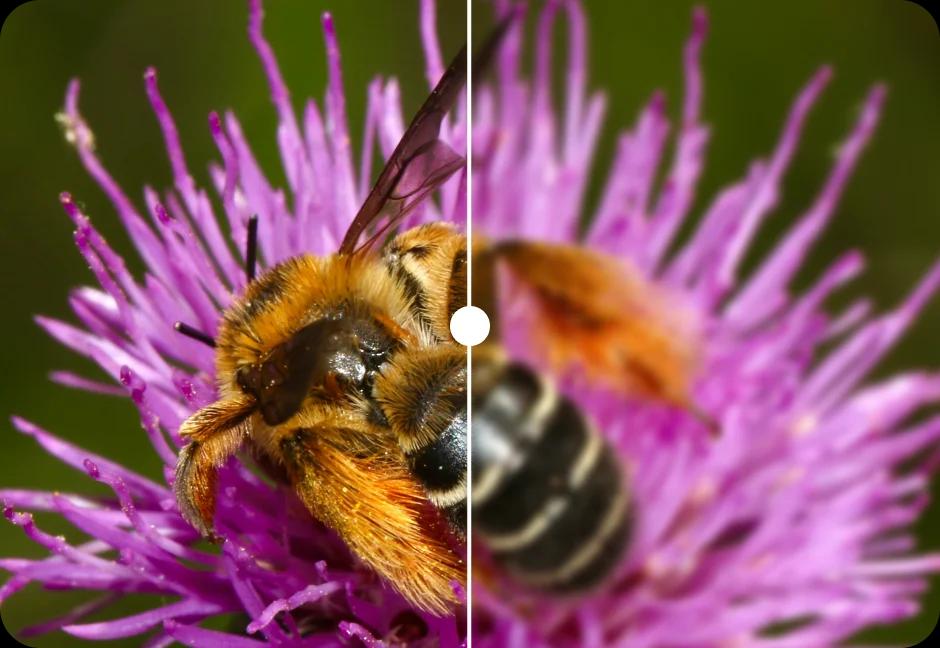 AI Crop & Resize - Easily Crop and Resize Your Photos | Fotto.AI