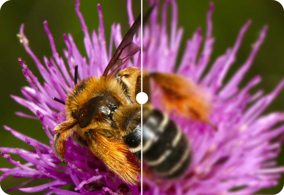 AI Image Upscaler - Increase Resolution Online | Fotto.AI